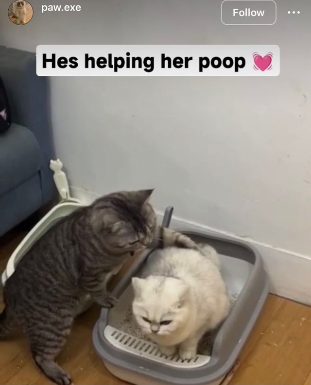 Paw.exe Follow Hes helping her poop - iFunny