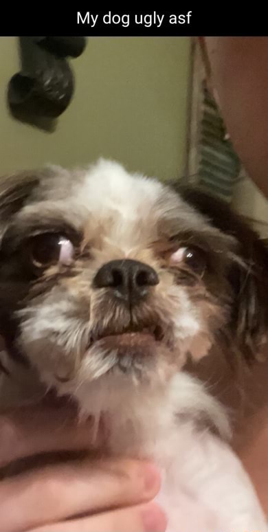 My dog ugly asf - iFunny