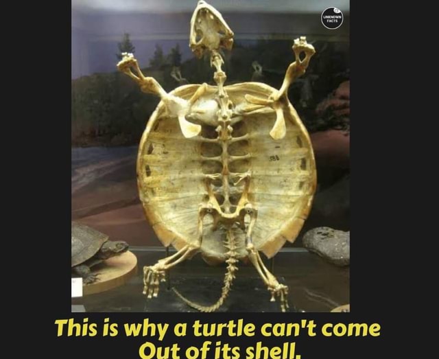 = eS a This is why a turtle can't come Out of its shell. - America’s ...