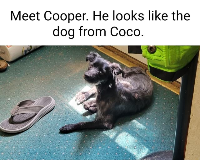 Meet Cooper. He looks like the dog from Coco. - iFunny