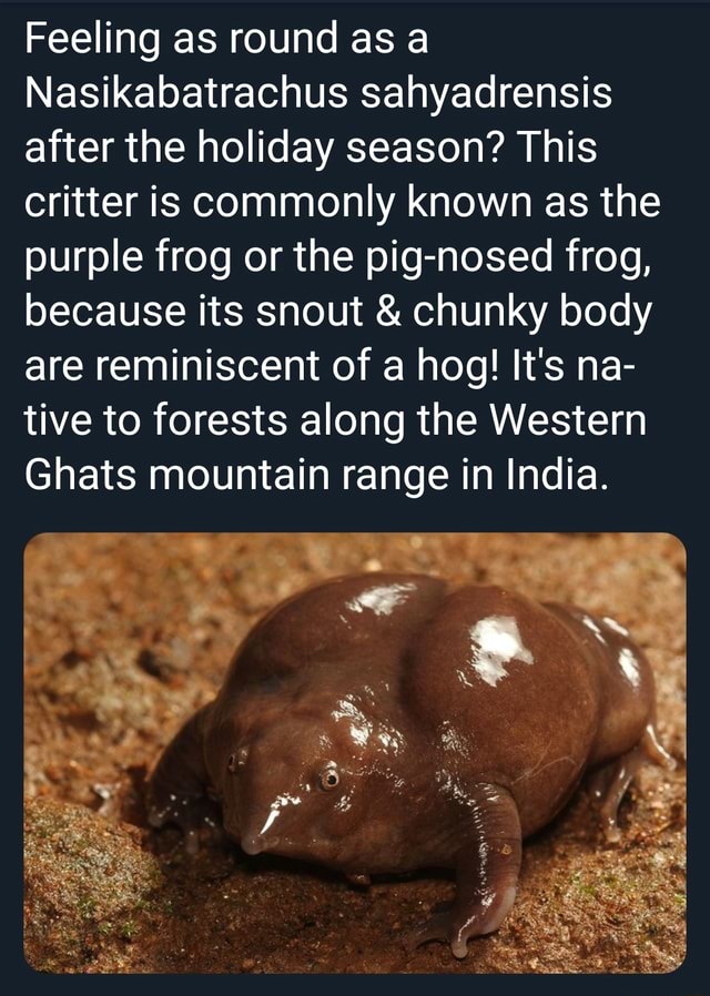 Feeling as round as a Nasikabatrachus sahyadrensis after the holiday ...