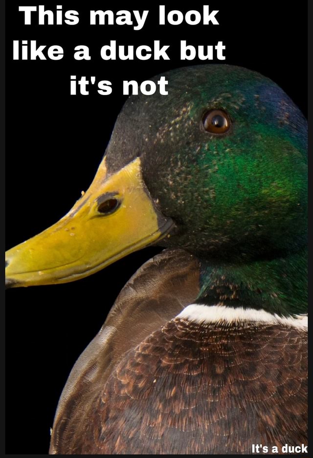 This may look like a duck but it's not It's a duck - iFunny Brazil