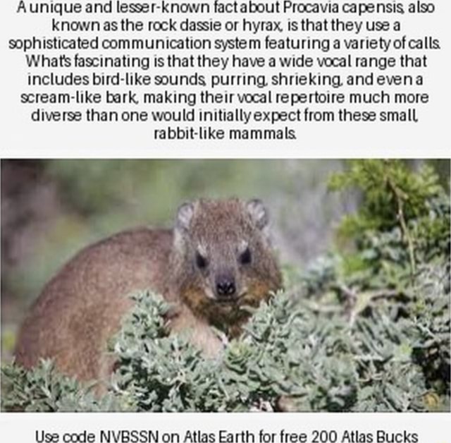 Aunique and lesser-known fact about Procavia capensis also known as the ...
