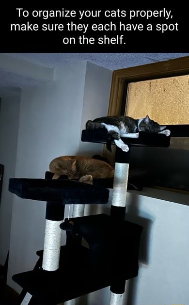 To organize your cats properly, make sure they each have a spot on the ...