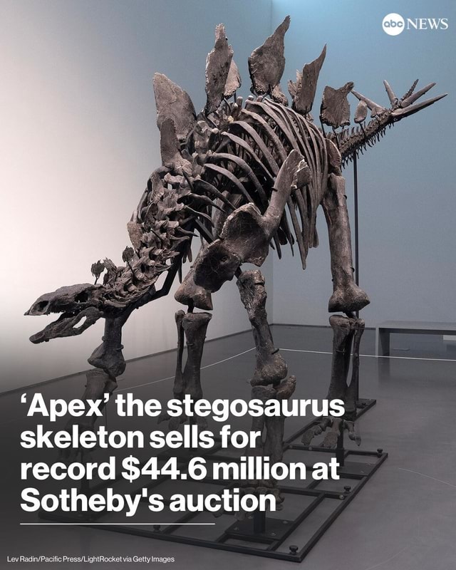 A nearly complete stegosaurus skeleton nicknamed "Apex" sold at a ...