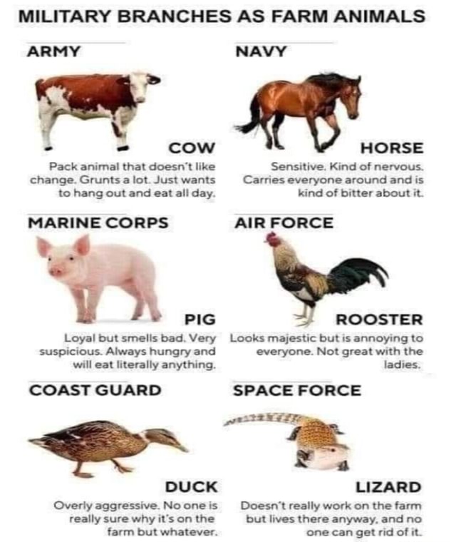 MILITARY BRANCHES AS FARM ANIMALS ARMY NAVY cOW HORSE Pack animal that ...