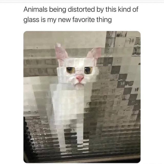 @petovers has the best animal memes on Instagram - Animals being ...