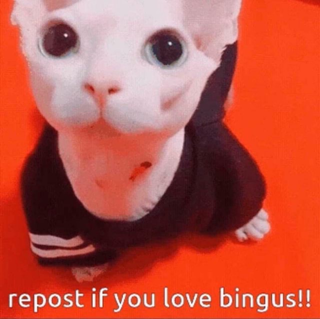 Repost if you love bingus!! - iFunny
