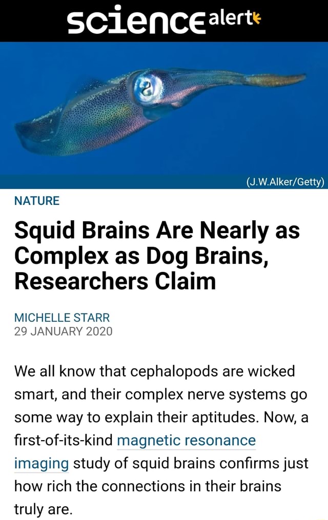 NATURE Squid Brains Are Nearly as Complex as Dog Brains, Researchers ...