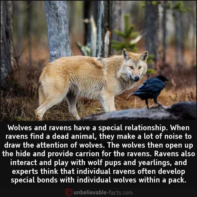 AC Valhalla song - Wolves and ravens have a special relationship. When ...
