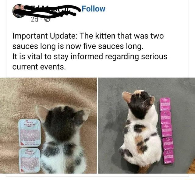 Important Update: The kitten that was two sauces long is now five ...