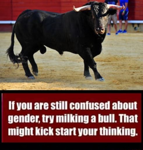 I Ifyou are still confused about gender, try milking a bull. That might ...