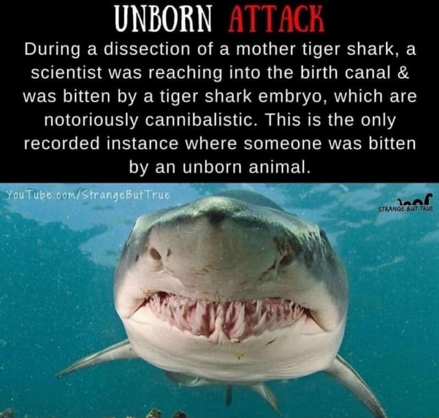 NO IAS During a dissection of a mother tiger shark, a scientist was ...