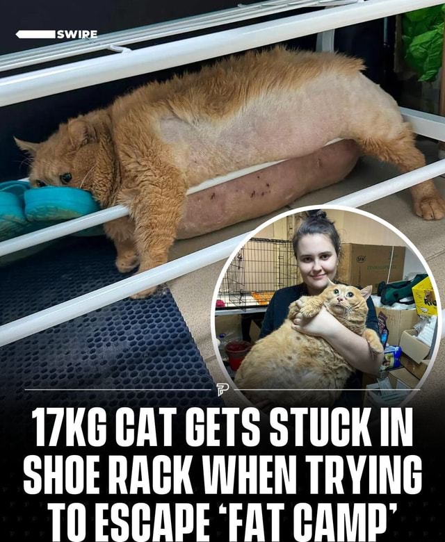 17KG CAT GETS STUCK IN SHOE RACK WHEN TRYING TO ESCADE FAT CAND - iFunny