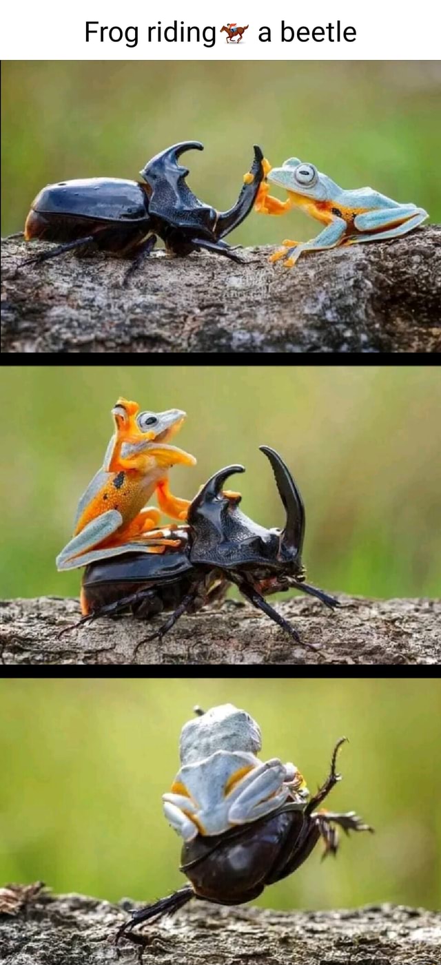 Frog riding a beetle - iFunny
