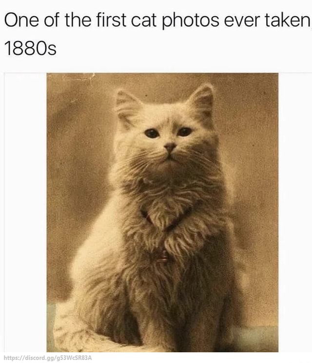 One of the first cat photos ever taken 1880s - iFunny