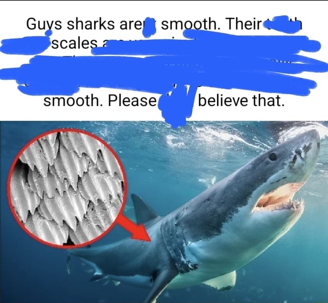 Guys sharks are(\ smooth. Their scale smooth. Please believe that. - iFunny