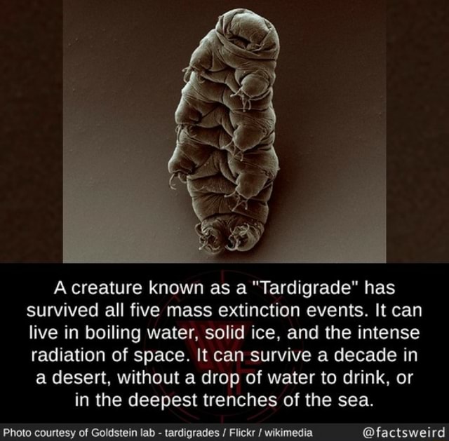 A creature known as a "Tardigrade" has survived all five mass ...