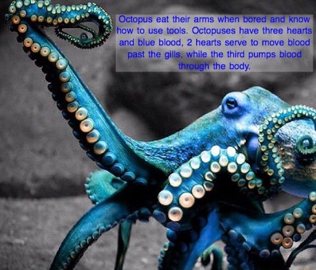 Octopu‘s eat (her! arms when bored and know how to use toms Octopuses ...