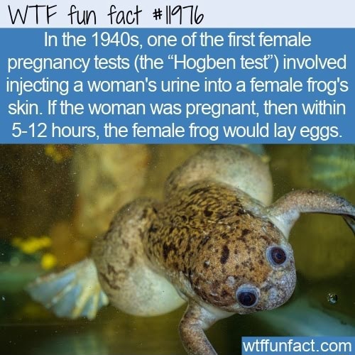 Fun In the 1940s, one of the first female pregnancy tests (the "Hogben ...