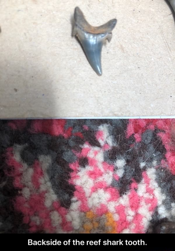 Backside of the reef shark tooth. - Backside of the reef shark tooth ...