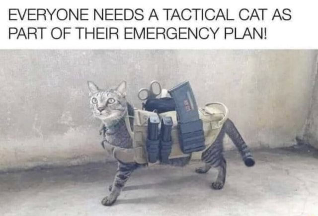 EVERYONE NEEDS A TACTICAL CAT AS PART OF THEIR EMERGENCY PLAN! - iFunny