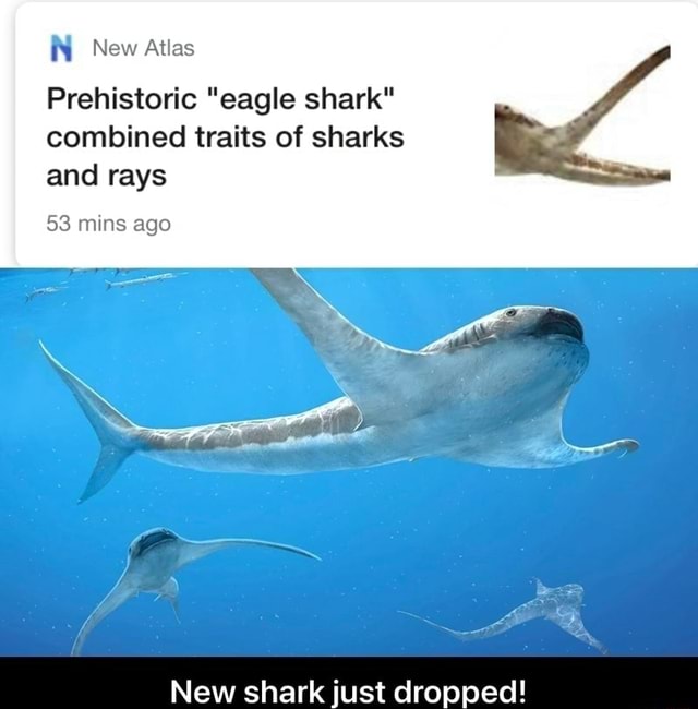 New Atlas Prehistoric "eagle shark" combined traits of sharks and rays ...