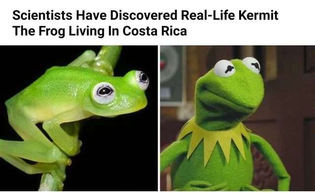 Scientists Have Discovered Real-Life Kermit The Frog Living In Costa ...