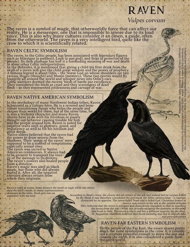 RAVEN Vulpes corvum The raven is a symbol of magic, that otherworldly ...