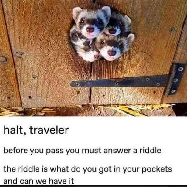 Halt, traveler before you pass you must answer a riddle the riddle is ...