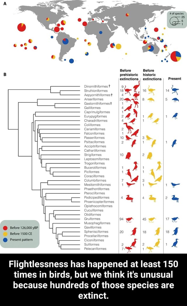 Dinornithiformes Struthioniformes Aepyornithiformes t Anseriformes ...