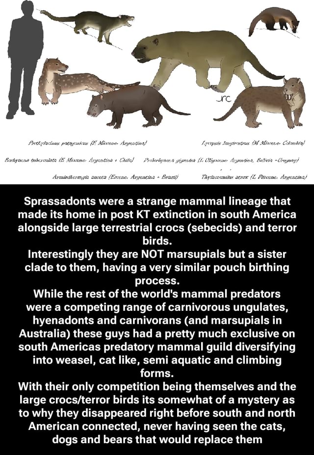 Sprassadonts were a strange mammal lineage that made its home in post ...
