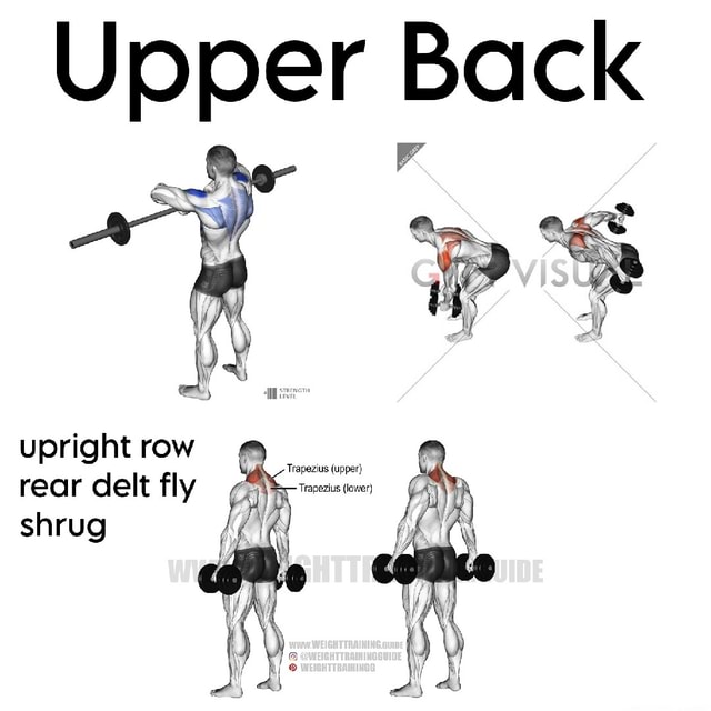 Upper Back upright row rear delt fly shrug - iFunny