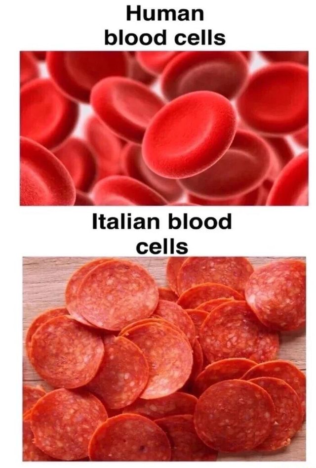Human blood cells Italian blood cells - iFunny
