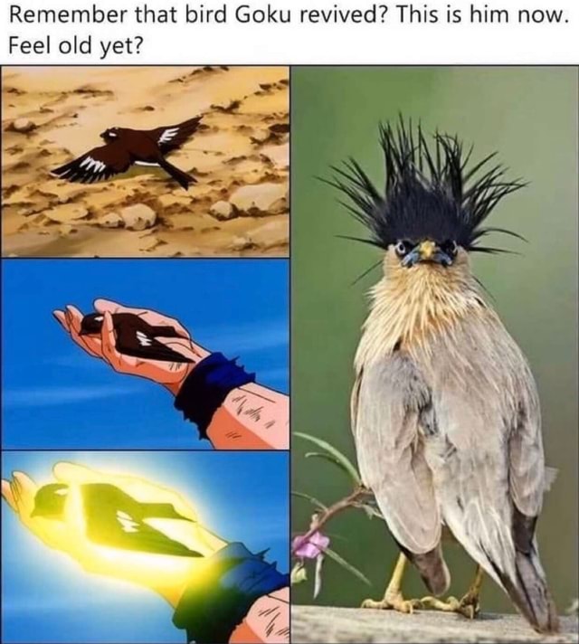 Remember that bird Goku revived? This is him now. Feel old yet? - iFunny