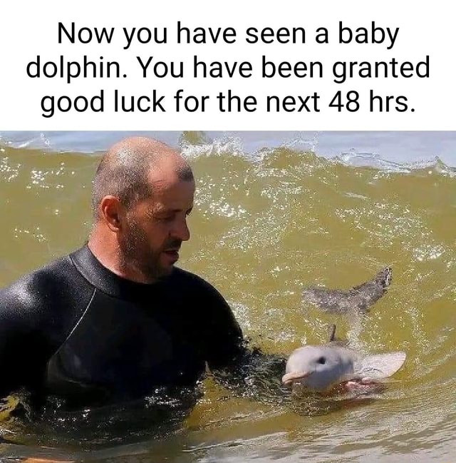 Now you have seen a baby dolphin. You have been granted good luck for ...