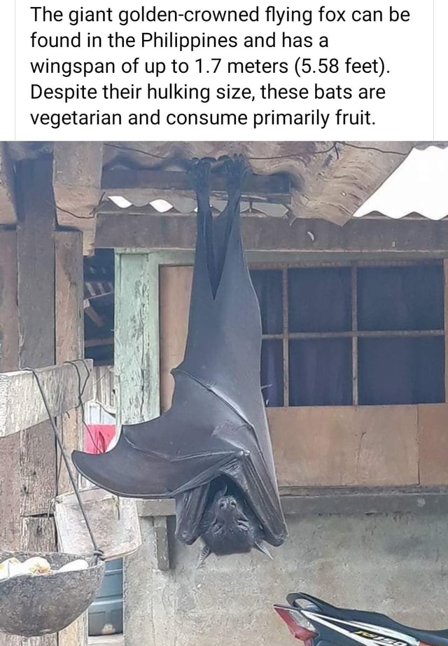 The giant golden-crowned flying fox can be found in the Philippines and ...