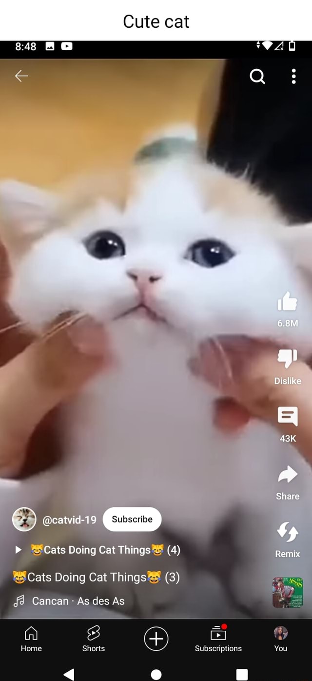 Cute cat if 6.8M Dislike Share Subscribe > Cats Doing Cat Things (4) Remix C) @catvid-19 Cats ...