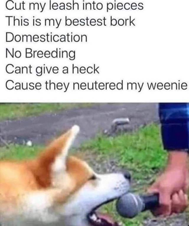 Cut my leash into pieces This is my bestest bork Domestication No ...
