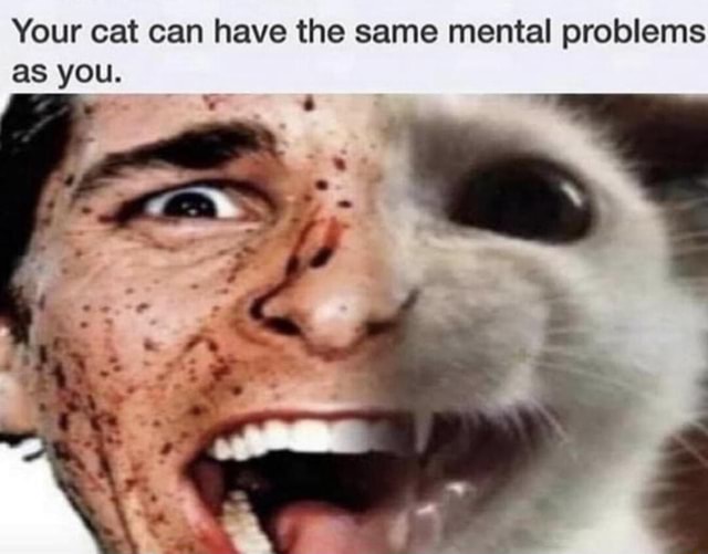 Your cat can have the same mental problems as you. - iFunny