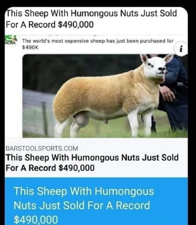 His Sheep With Humongous Nuts Just Sold For A Record $490,000 A The ...
