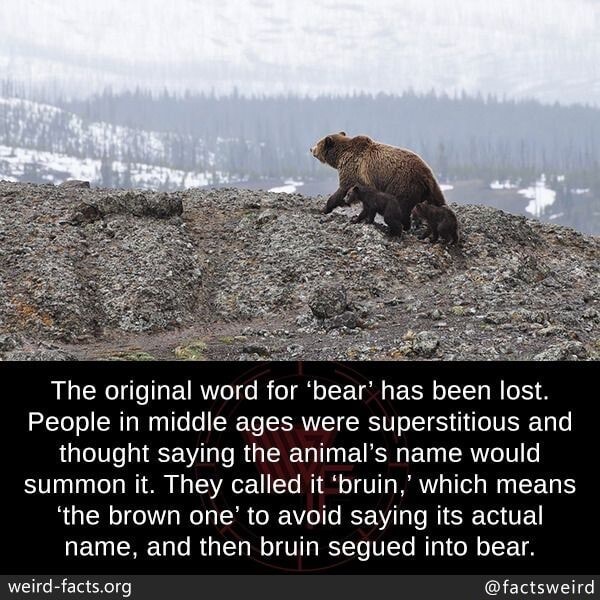 The original word for 'bear' has been lost. People in middle ages were ...