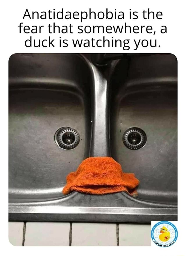 Anatidaephobia is the fear that somewhere, a duck is watching you. - iFunny