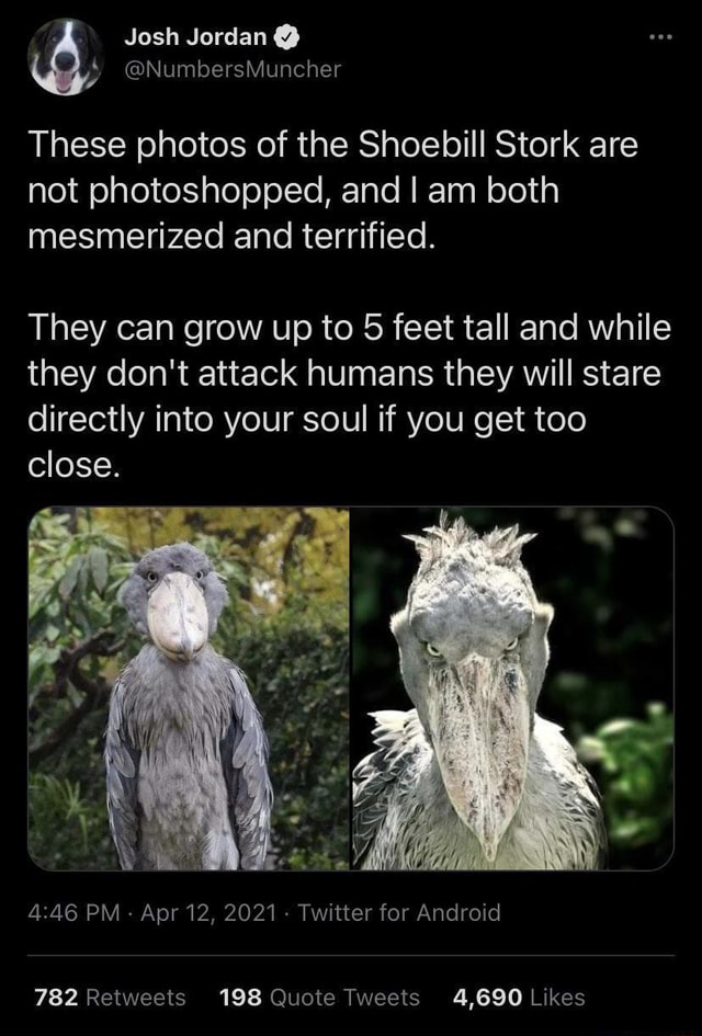 Josh Jordan @ @NumbersMuncher These photos of the Shoebill Stork are ...