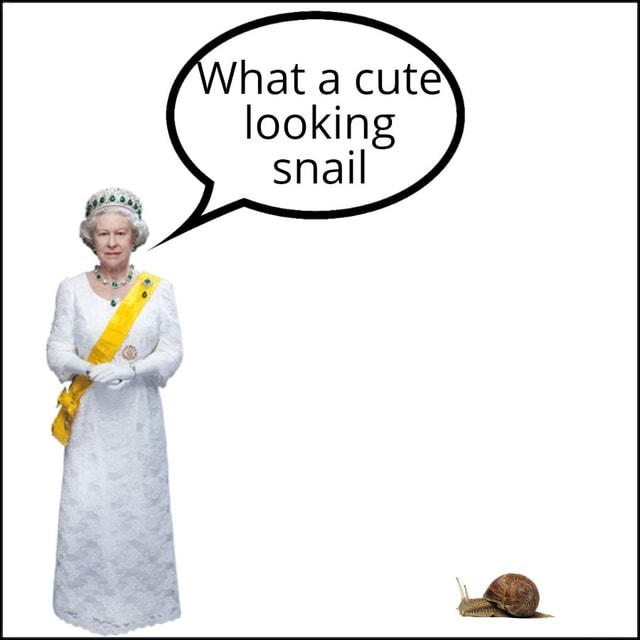 What a cute looking Snail - iFunny