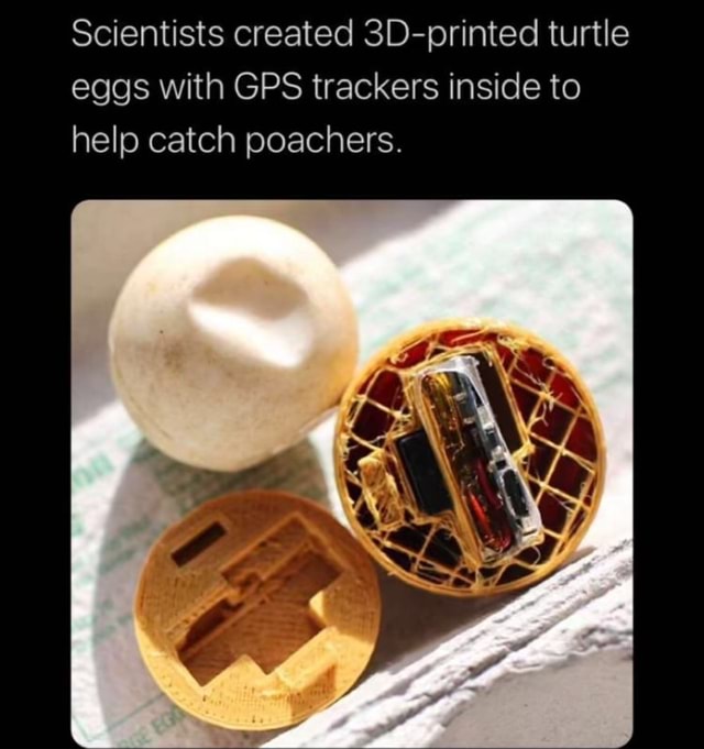 Scientists created 3D-printed turtle eggs with GPS trackers inside to ...
