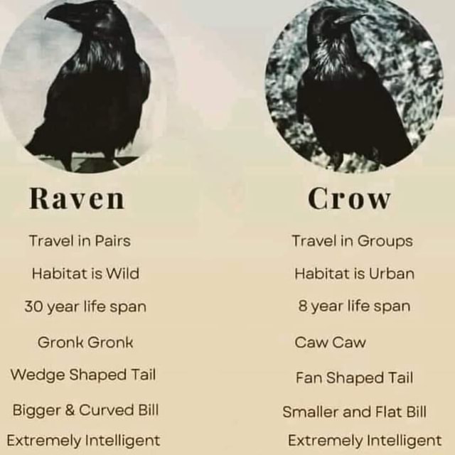 Raven Travel in Pairs Habitat is Wild 30 year life span Gronk Gronk ...