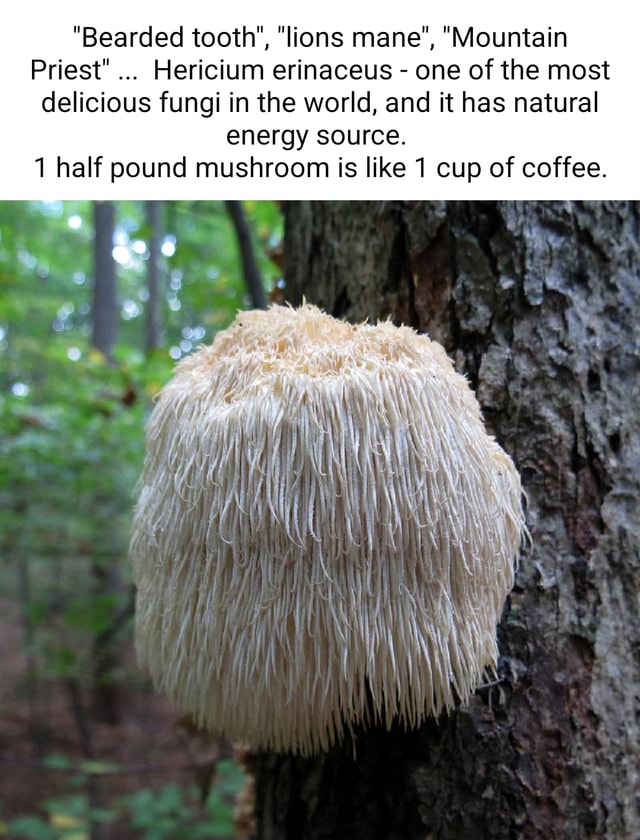 "Bearded tooth", "lions mane", "Mountain Priest... Hericium erinaceus ...