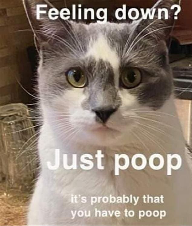 Feeling down? Just poop probably thai you have to poop - America’s best ...