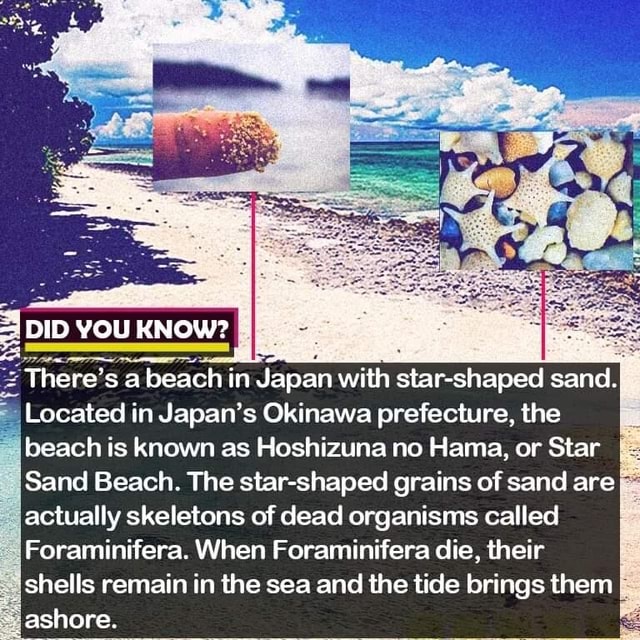 DID YOU KNOW? I There's a beach in Japan with star-shaped sand ...